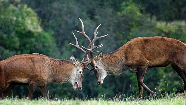 Cervo nobile: censimento nelle Foreste Casentinesi ascoltando il ...